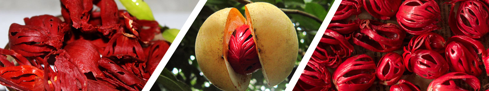 Red Mace Manufacturer & Supplier From Sri Lanka